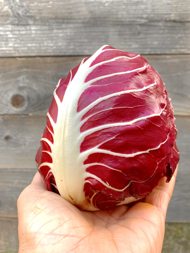 Radicchio Leaf Buy Chicory Radicchio By Kings Seeds Online Kings