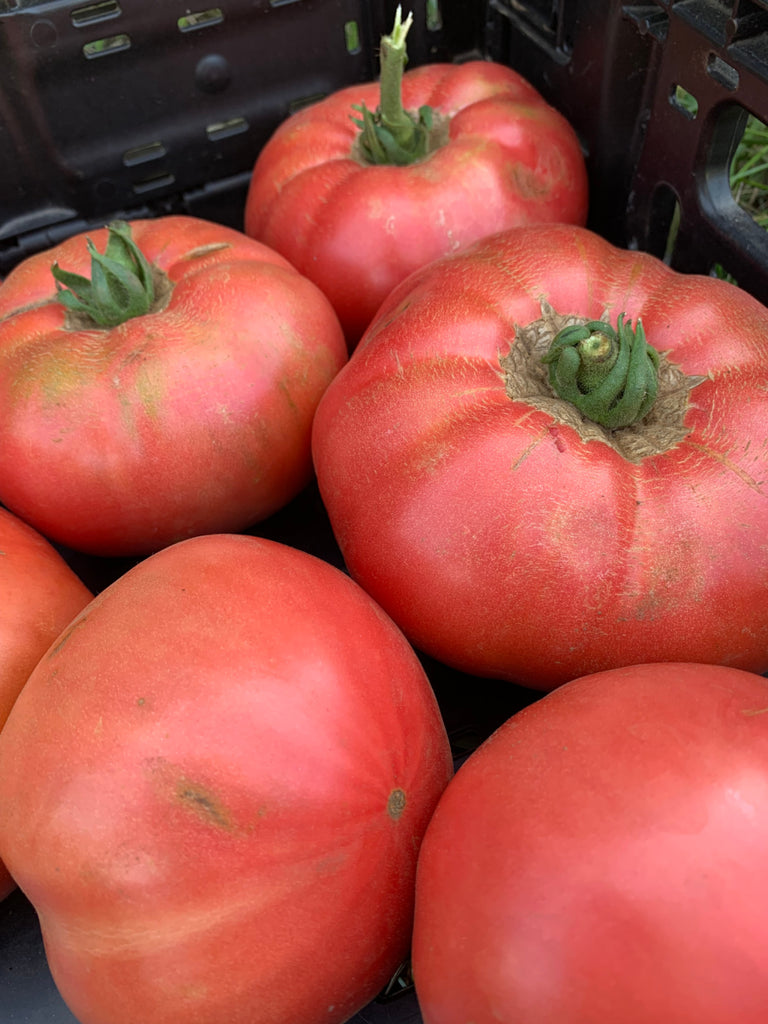 Tomato, 'Kurtovo Konare' | Uprising Seeds