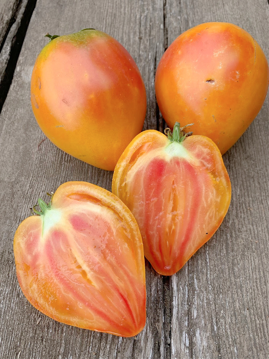 Tomato, 'Midnight Sun' | Uprising Seeds