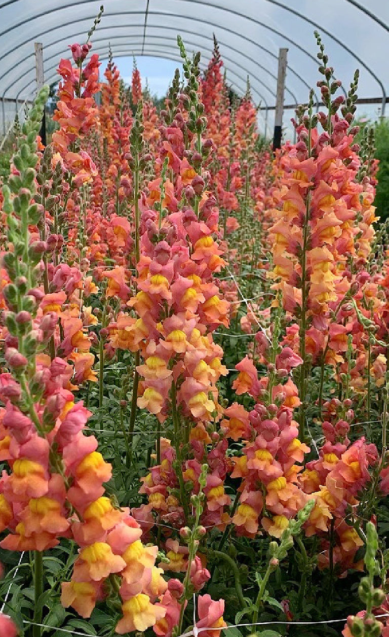 Snapdragon, 'Orange Wonder' | Uprising Seeds