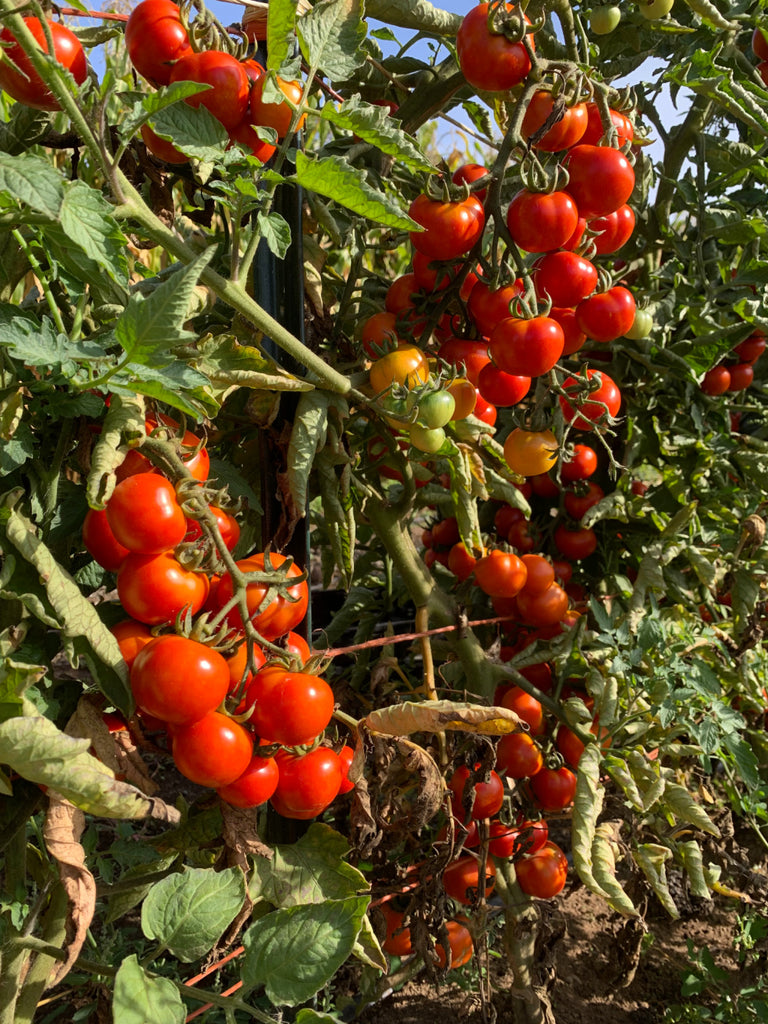 Tomato, 'Annarita' | Uprising Seeds