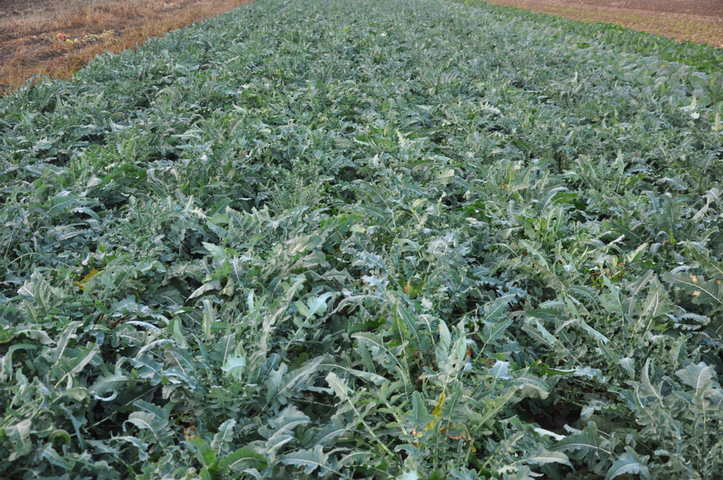Broccoli, 'Broccolo Fiolaro di Creazzo' | Uprising Seeds