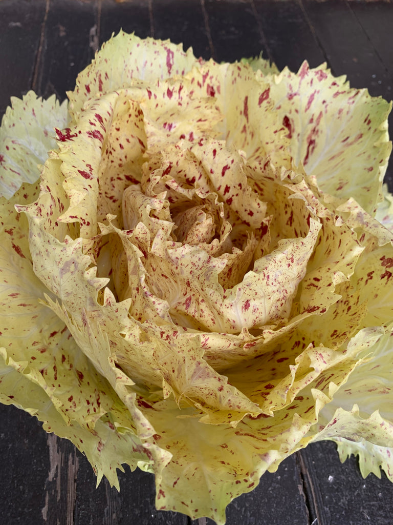Radicchio (Variegato di Castelfranco), 'Mirabella' | Uprising Seeds