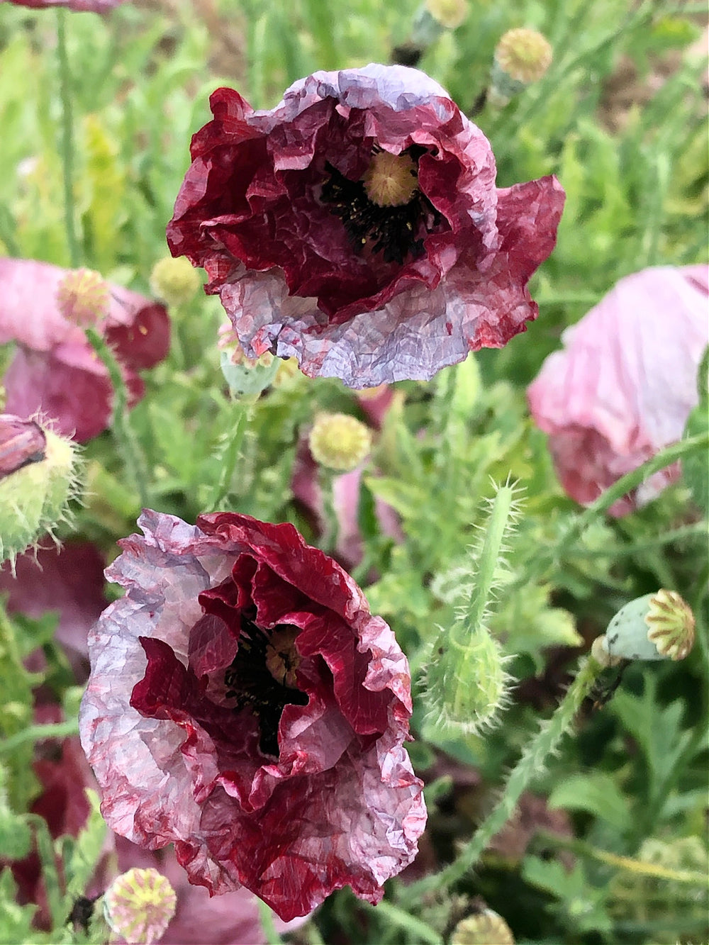 Poppy, Shirley, 'Pandora' | Uprising Seeds