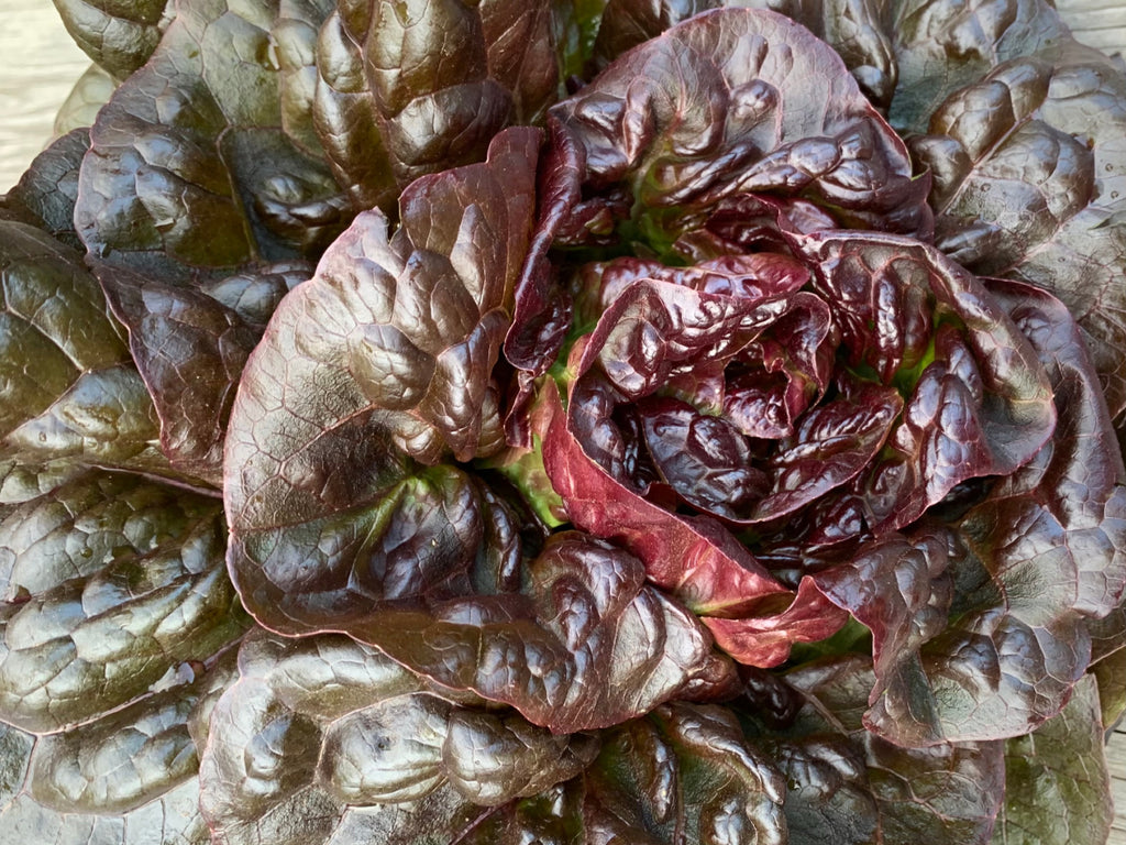 Leatuce Heart Organic Romaine Lettuce Hearts | BJ's Wholesale Club