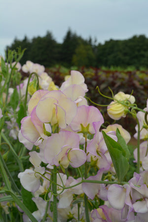 Sweet Pea, 'April in Paris' | Uprising Seeds
