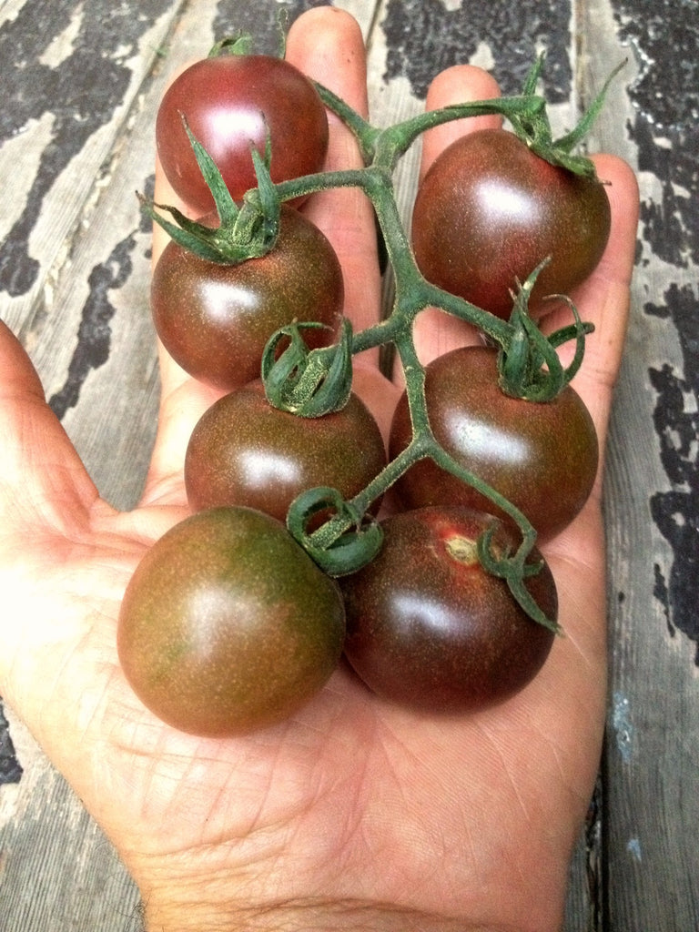 Tomato, 'Black Cherry' | Uprising Seeds