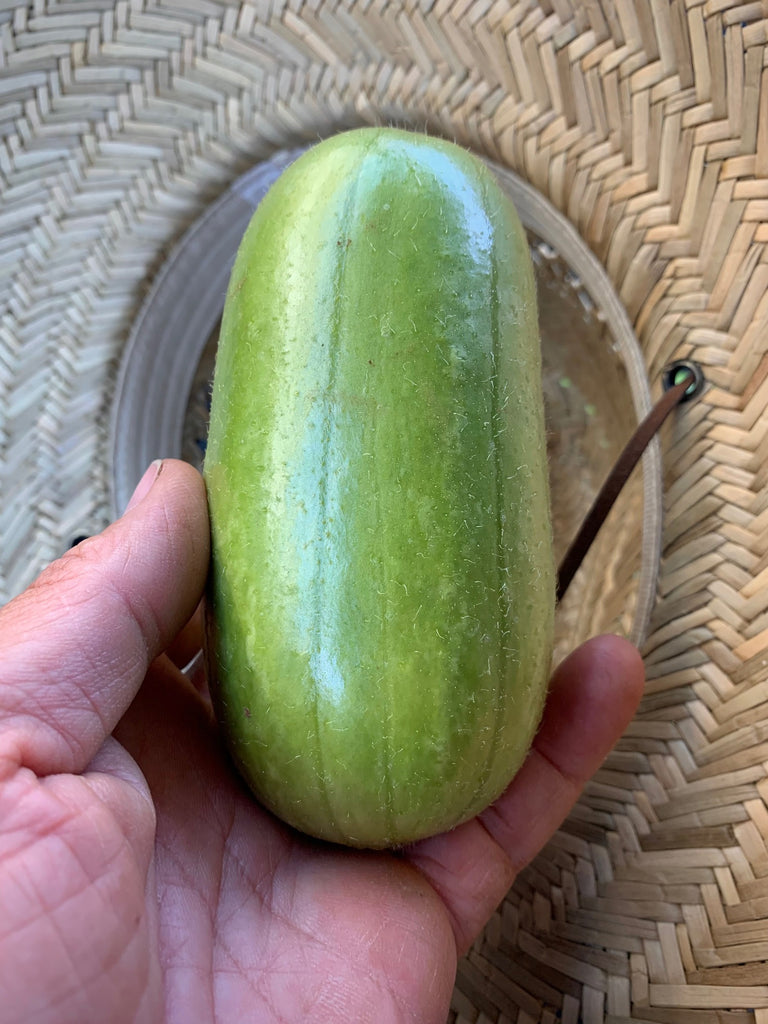 Carosello, 'Leccese Light Green' | Uprising Seeds