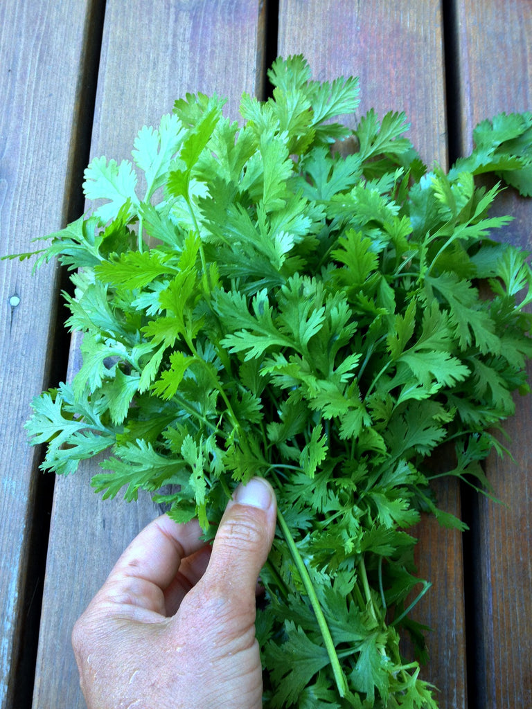 Cilantro, 'Pokey Joe' | Uprising Seeds