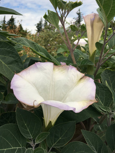 Datura, 'Sacred Datura' | Uprising Seeds