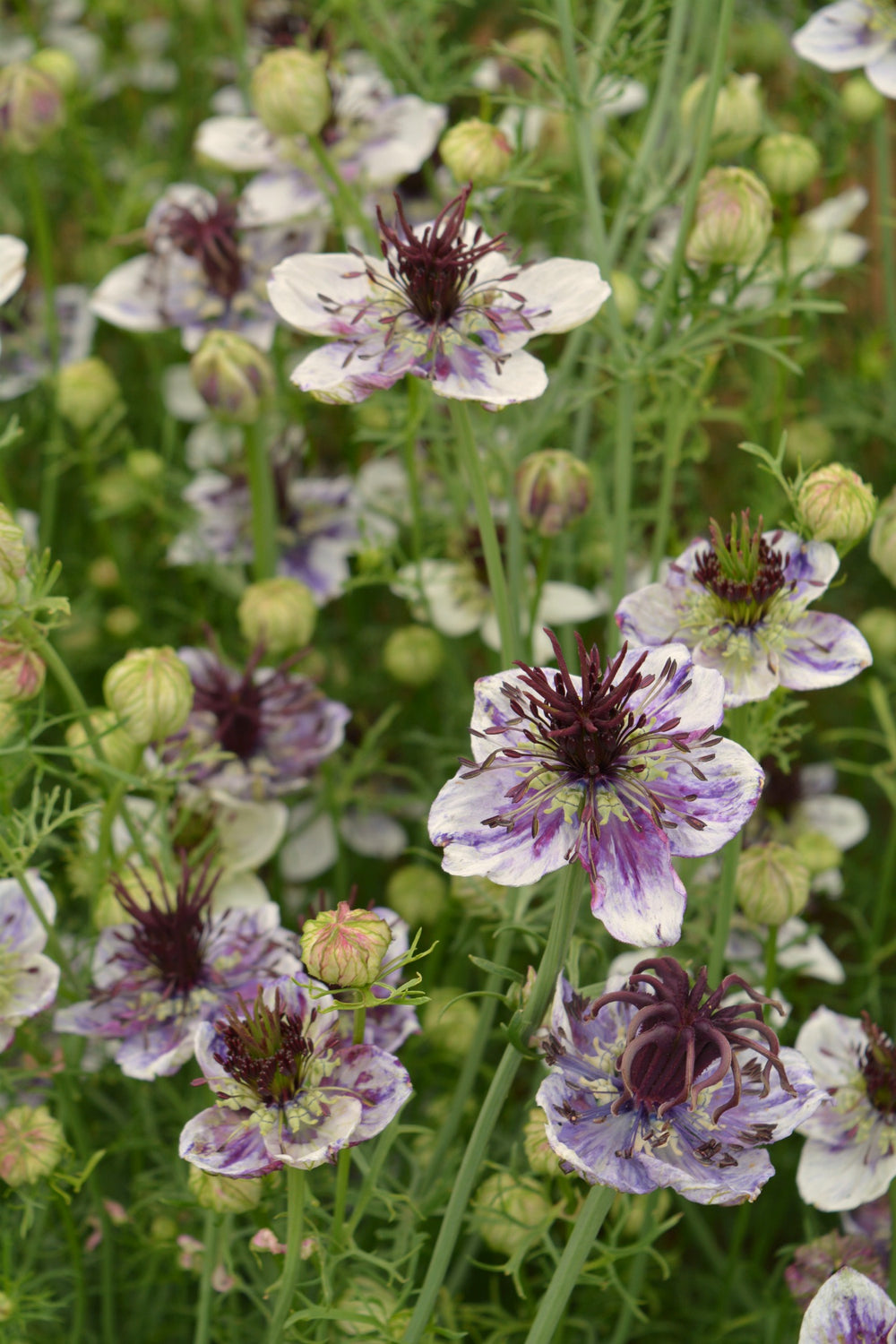 Nigella, 'Delft Blue' | Uprising Seeds