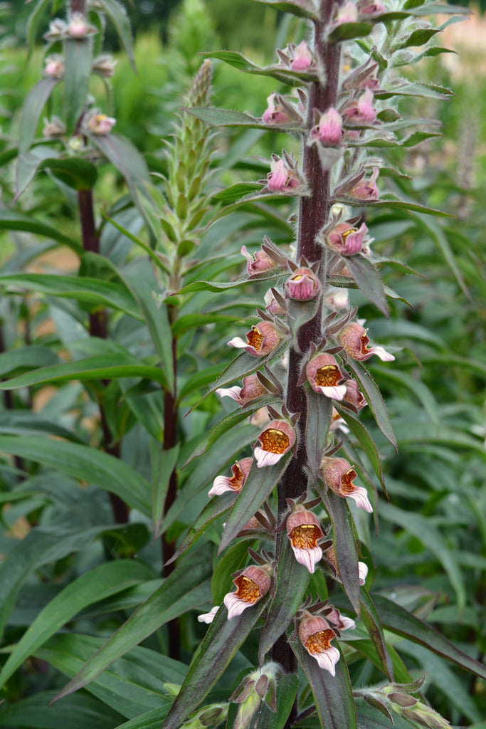 Foxglove, 'Café Crème' | Uprising Seeds