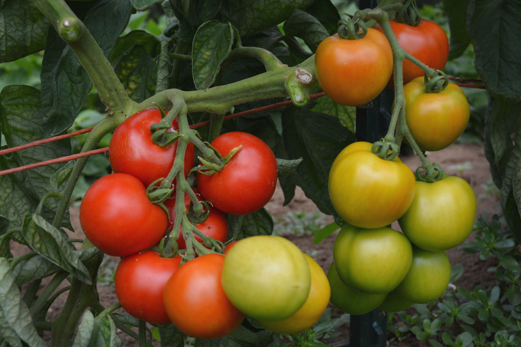 Tomato, 'Matina' | Uprising Seeds