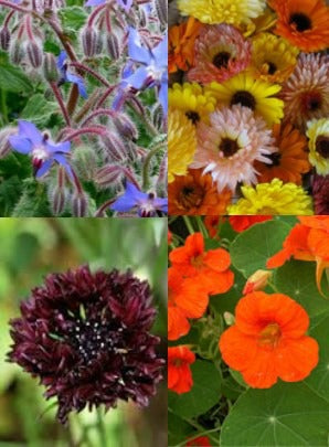 Edible Flower Mix | Uprising Seeds