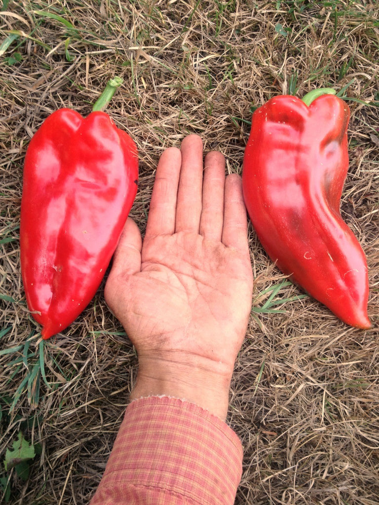 Sweet Pepper, 'Elephant's Ear' | Uprising Seeds
