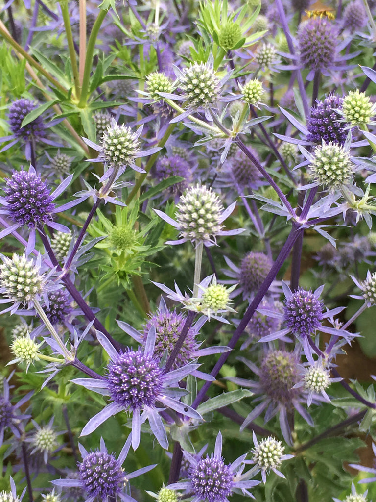 Eryngium, 'Blue Glitter' | Uprising Seeds
