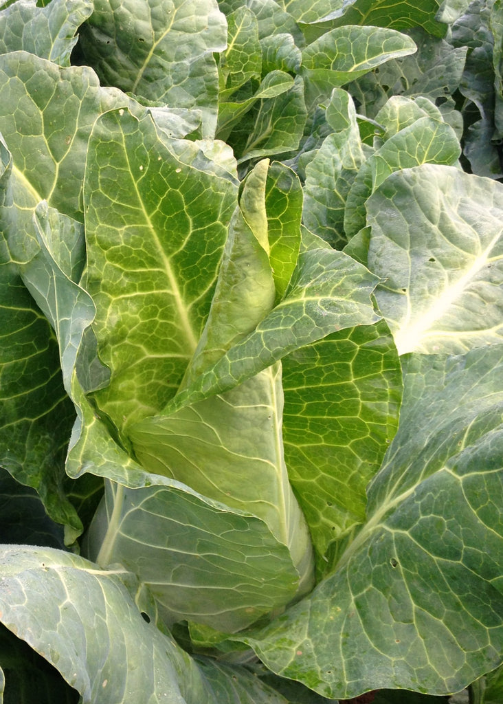 Cabbage, 'Filderkraut' | Uprising Seeds