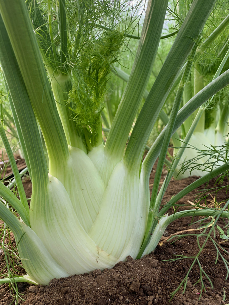 Fennel, 'Finale' | Uprising Seeds