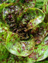 Lettuce, 'Flashy Trout's Back' | Uprising Seeds