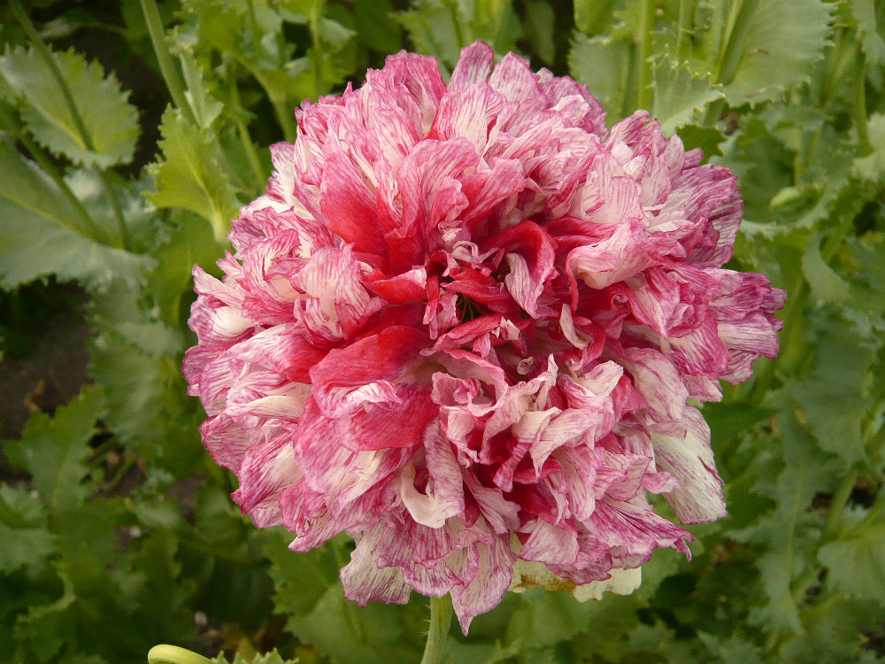 Poppy, Peony, 'Flemish Antique' | Uprising Seeds