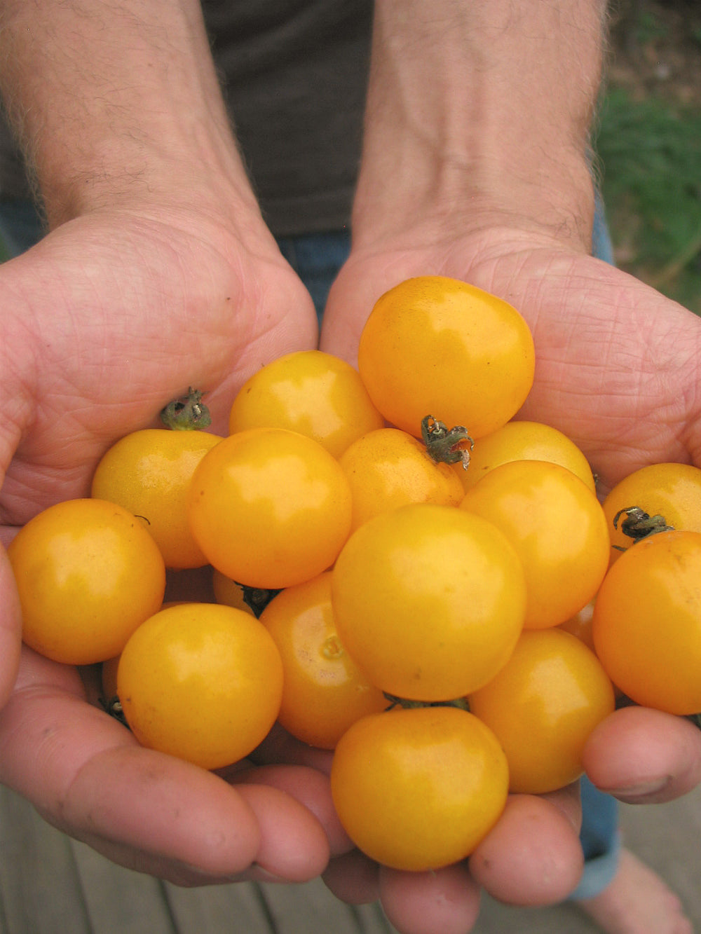Tomato, 'Galina' | Uprising Seeds