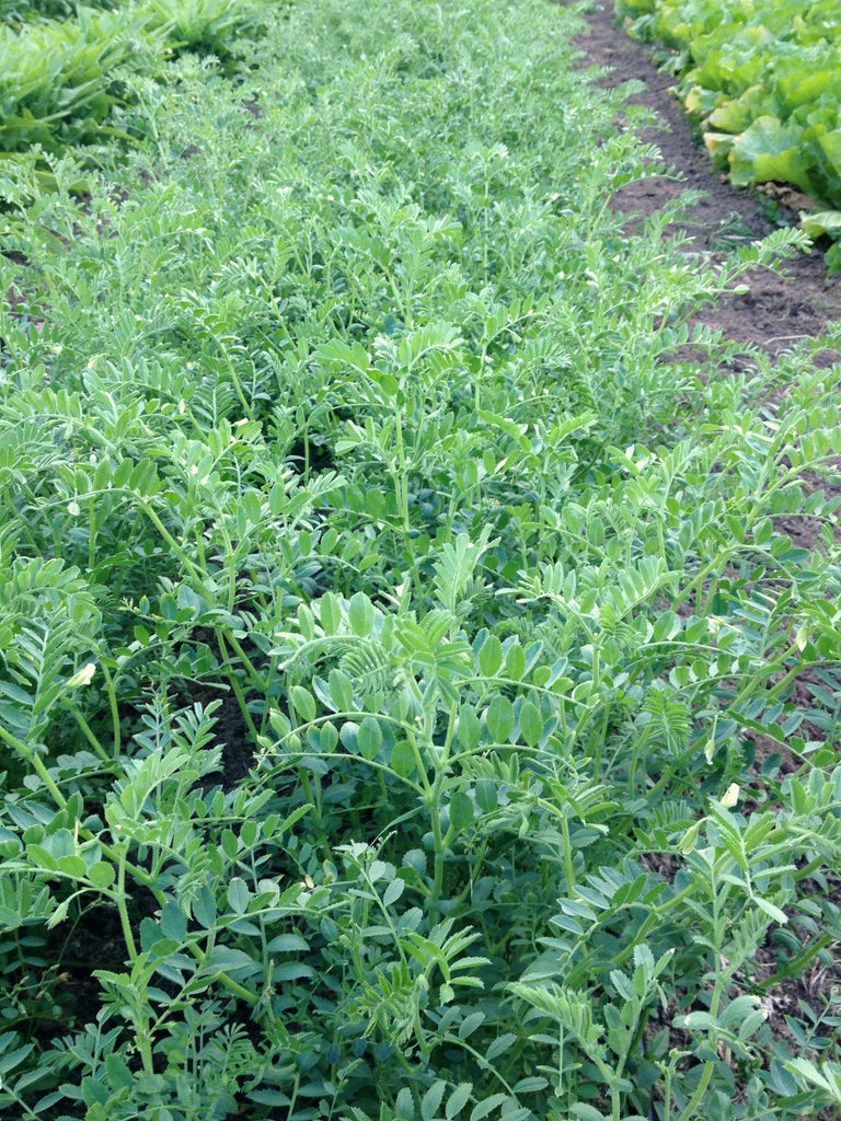 Garbanzo, 'Black Kabouli' | Uprising Seeds