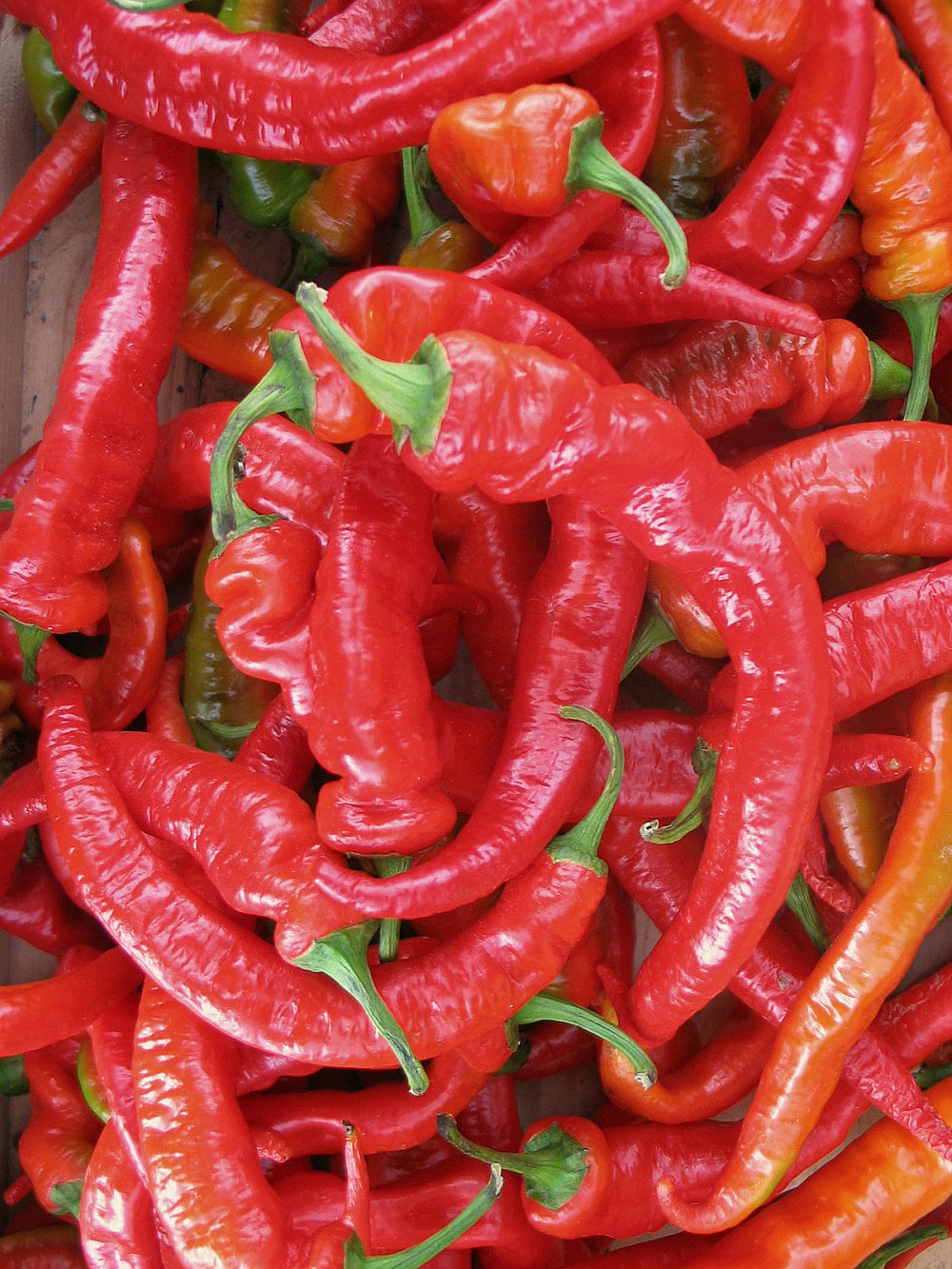 Hot Pepper, 'Hot Portugal' | Uprising Seeds