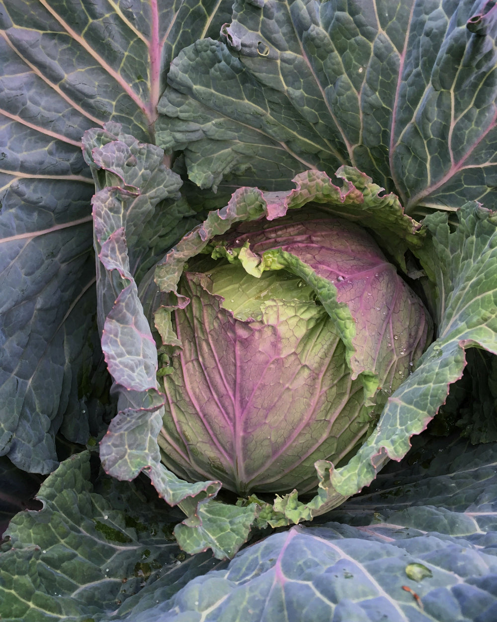Cabbage, 'January King' | Uprising Seeds