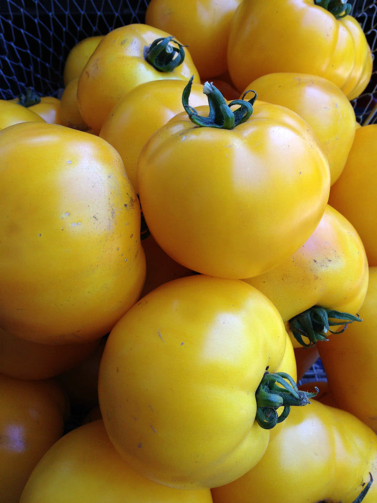 Tomato, 'Manyel' | Uprising Seeds