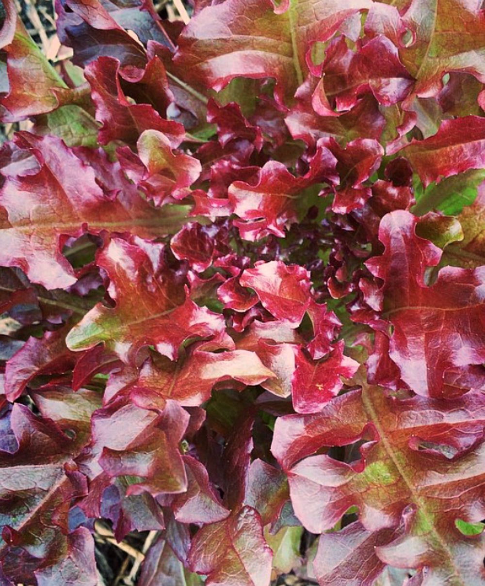 Lettuce, 'Mascara' | Uprising Seeds
