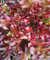 Lettuce, 'Mascara' | Uprising Seeds