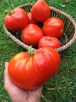 Tomato, 'Italian Heirloom' | Uprising Seeds