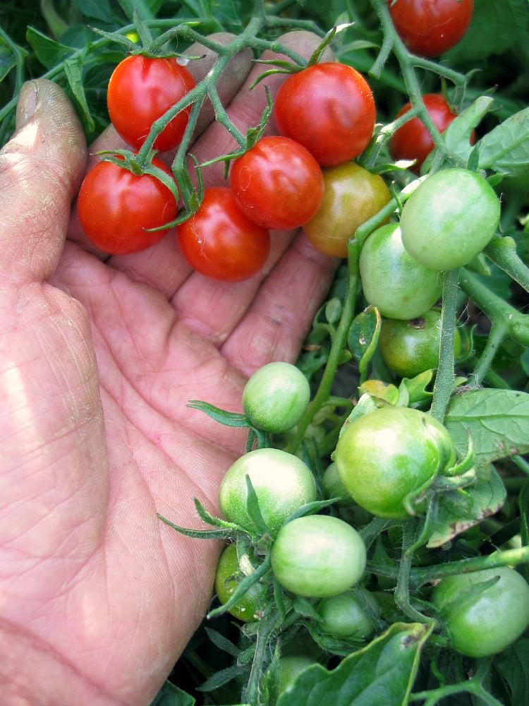 Tomato, 'Koralik' | Uprising Seeds