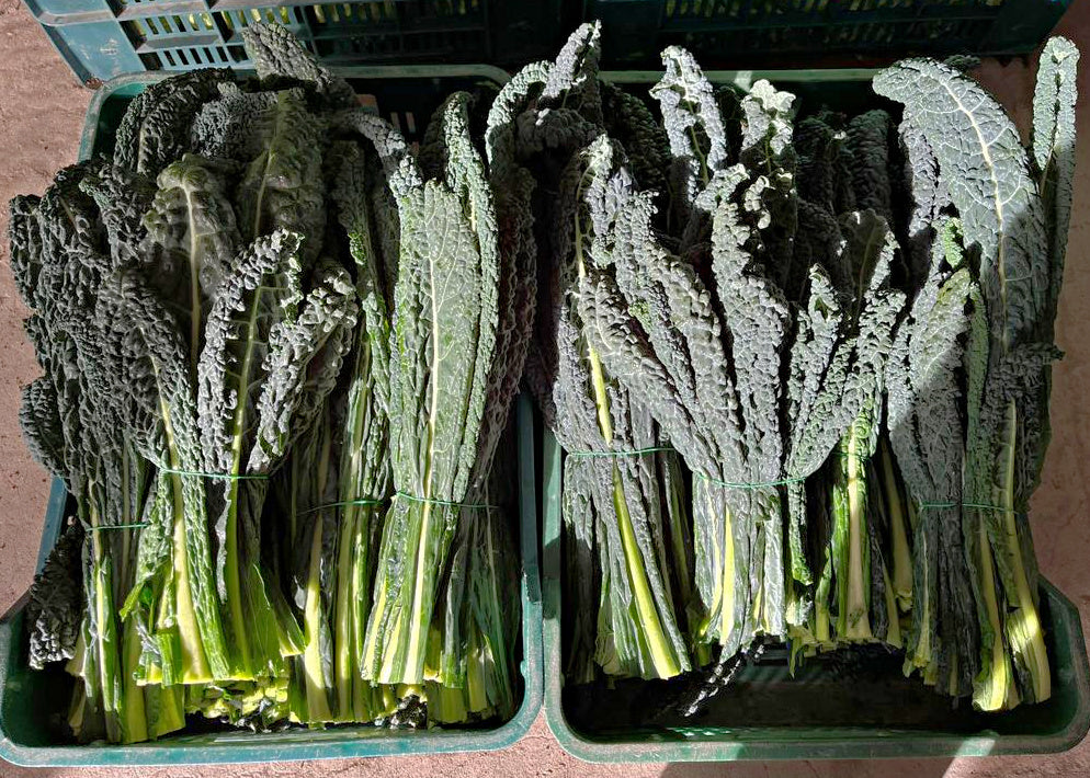 Kale, 'Lapo' (Lacinato, Nero di Toscana) | Uprising Seeds