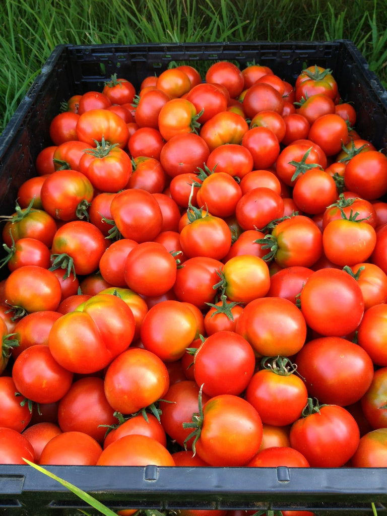Tomato, 'Latah' | Uprising Seeds