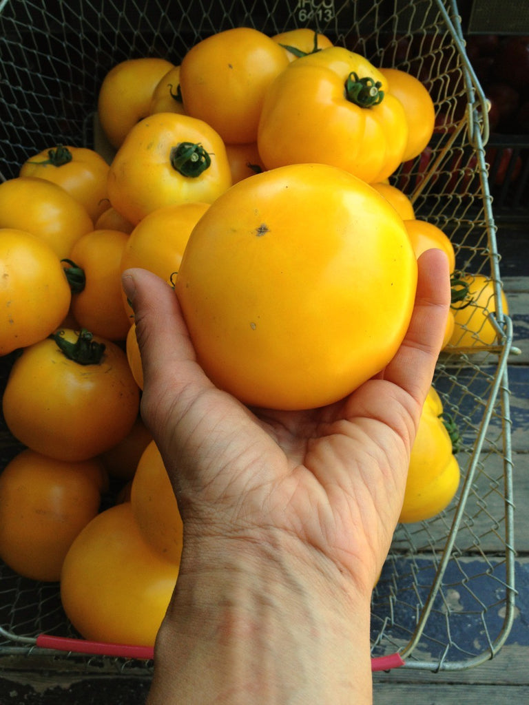 Tomato, 'Manyel' | Uprising Seeds