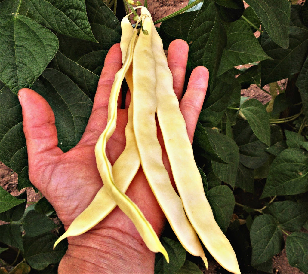 Marvel Of Venice Bean Recipe Beans | Seed Treasures