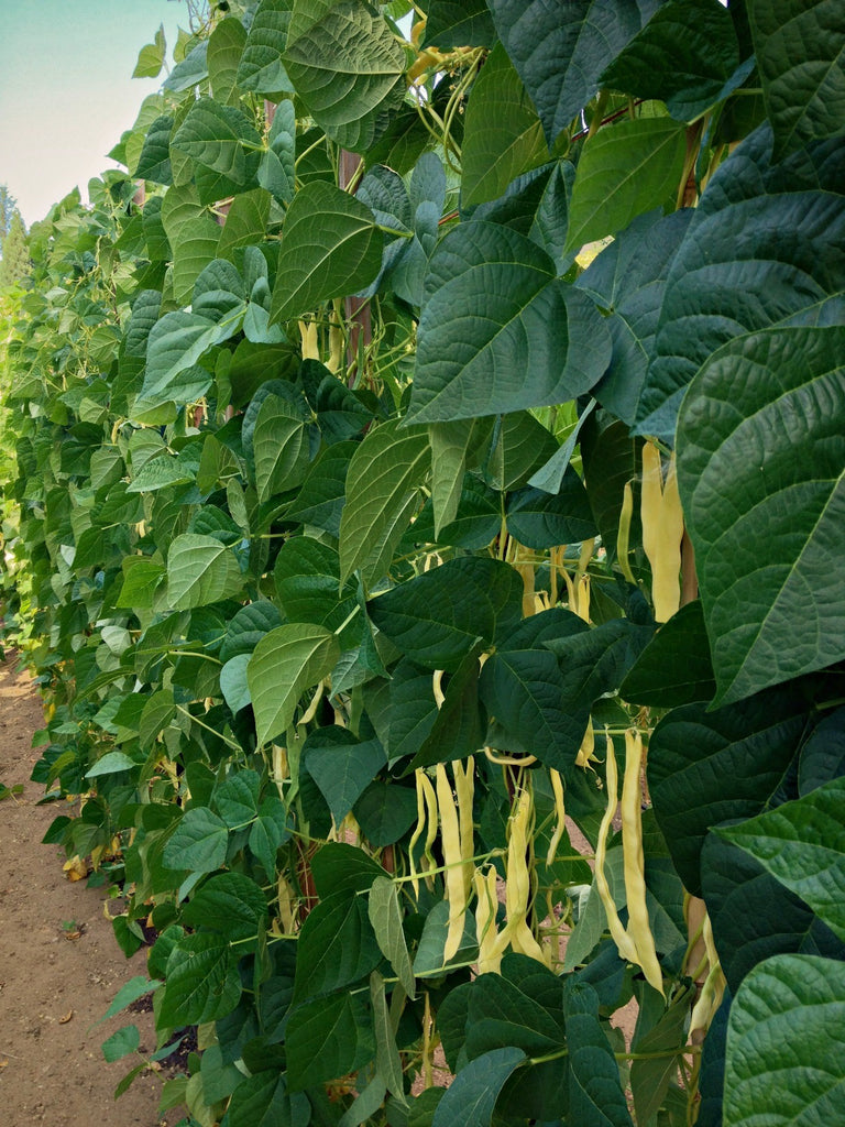 Marvel Of Venice Bean Recipe Beans | Seed Treasures