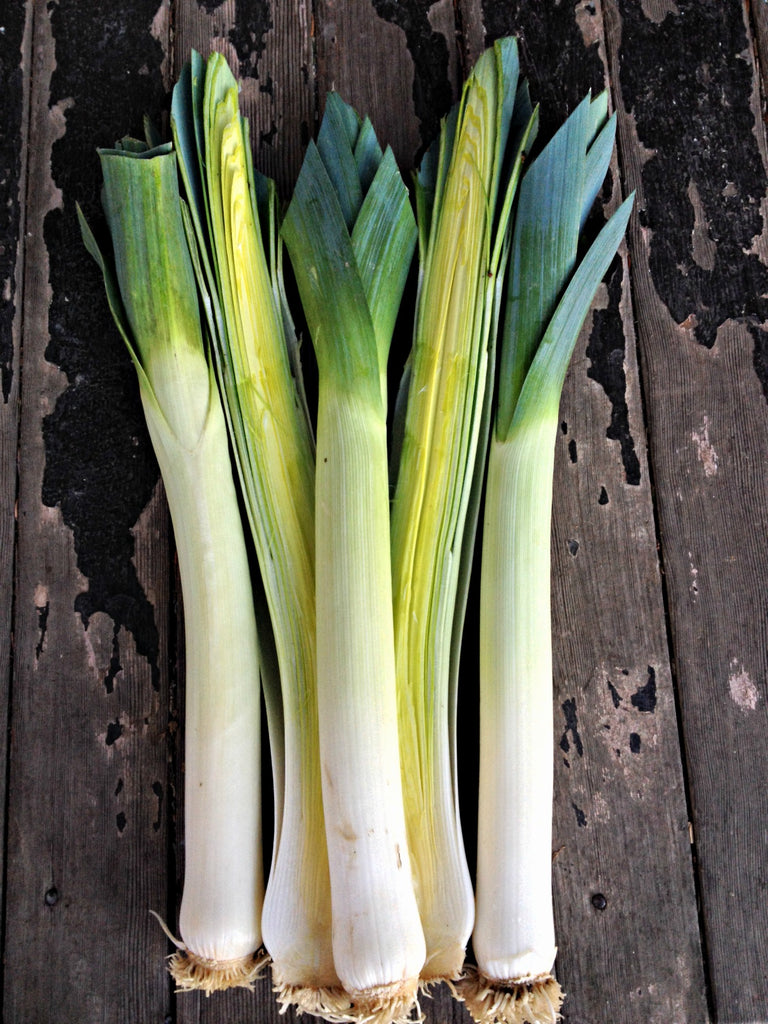 Leek, 'Neptune' | Uprising Seeds