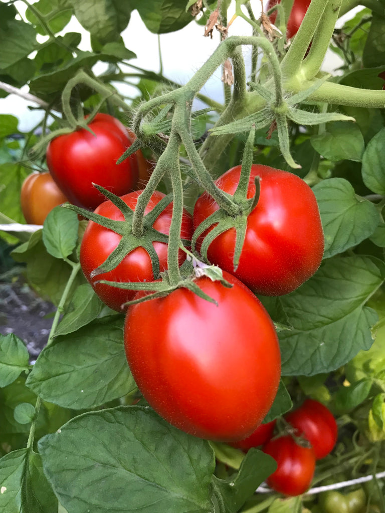 Tomato, 'Northern Ruby' | Uprising Seeds