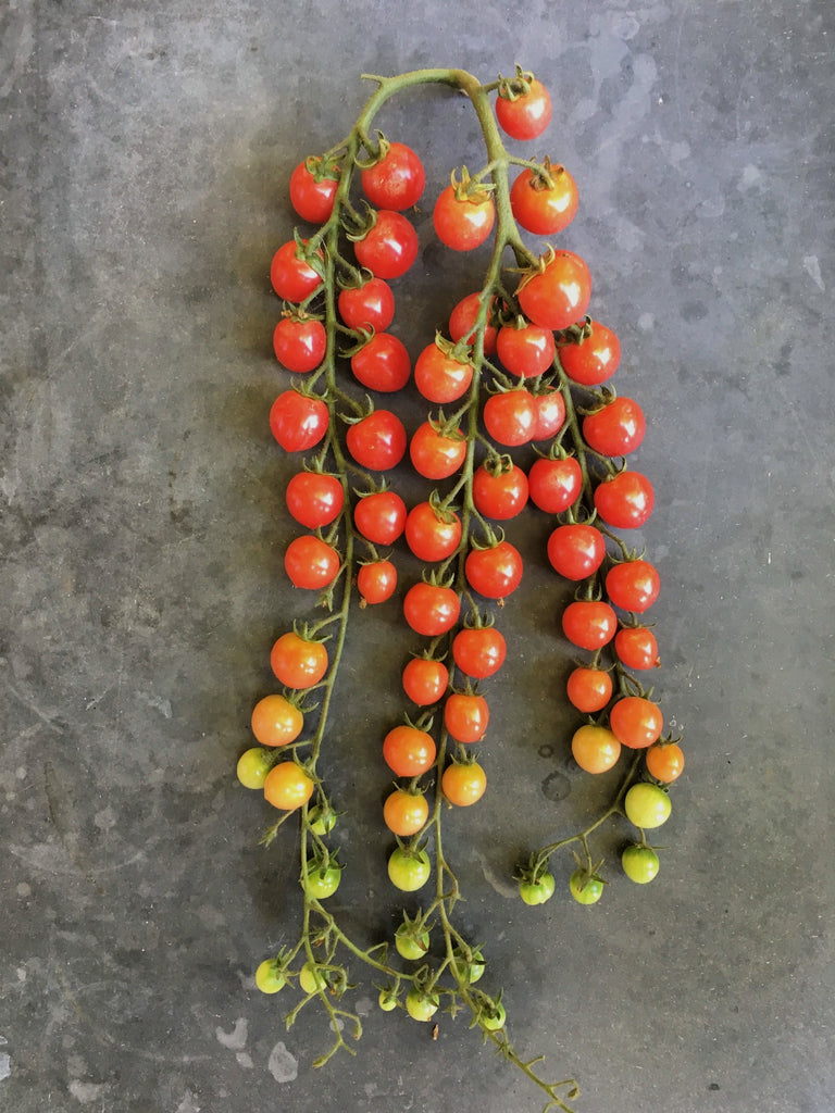 Tomato, 'Pinky' | Uprising Seeds
