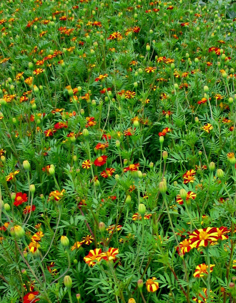 Marigold, 'Pinwheel' | Uprising Seeds