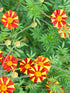 Marigold, 'Pinwheel' | Uprising Seeds