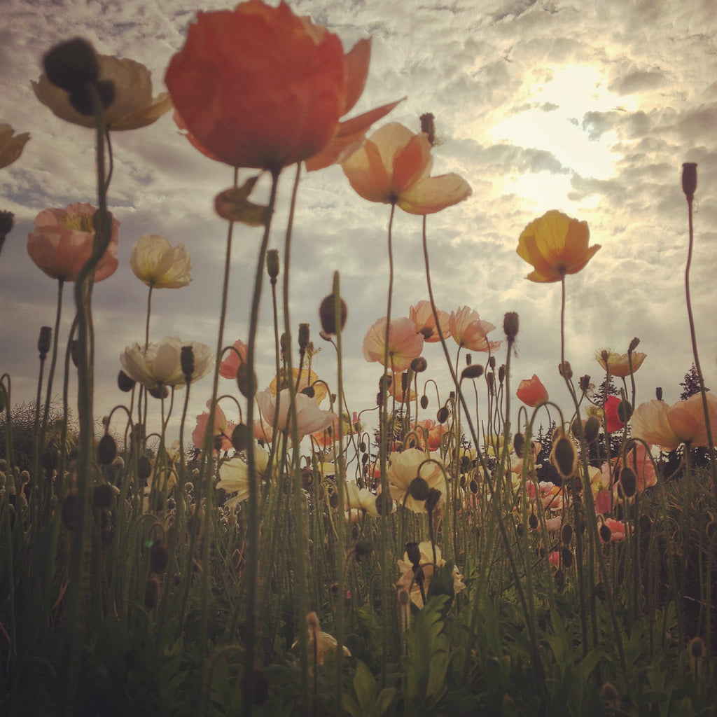 Poppy, Iceland, 'Pastel Meadows' | Uprising Seeds