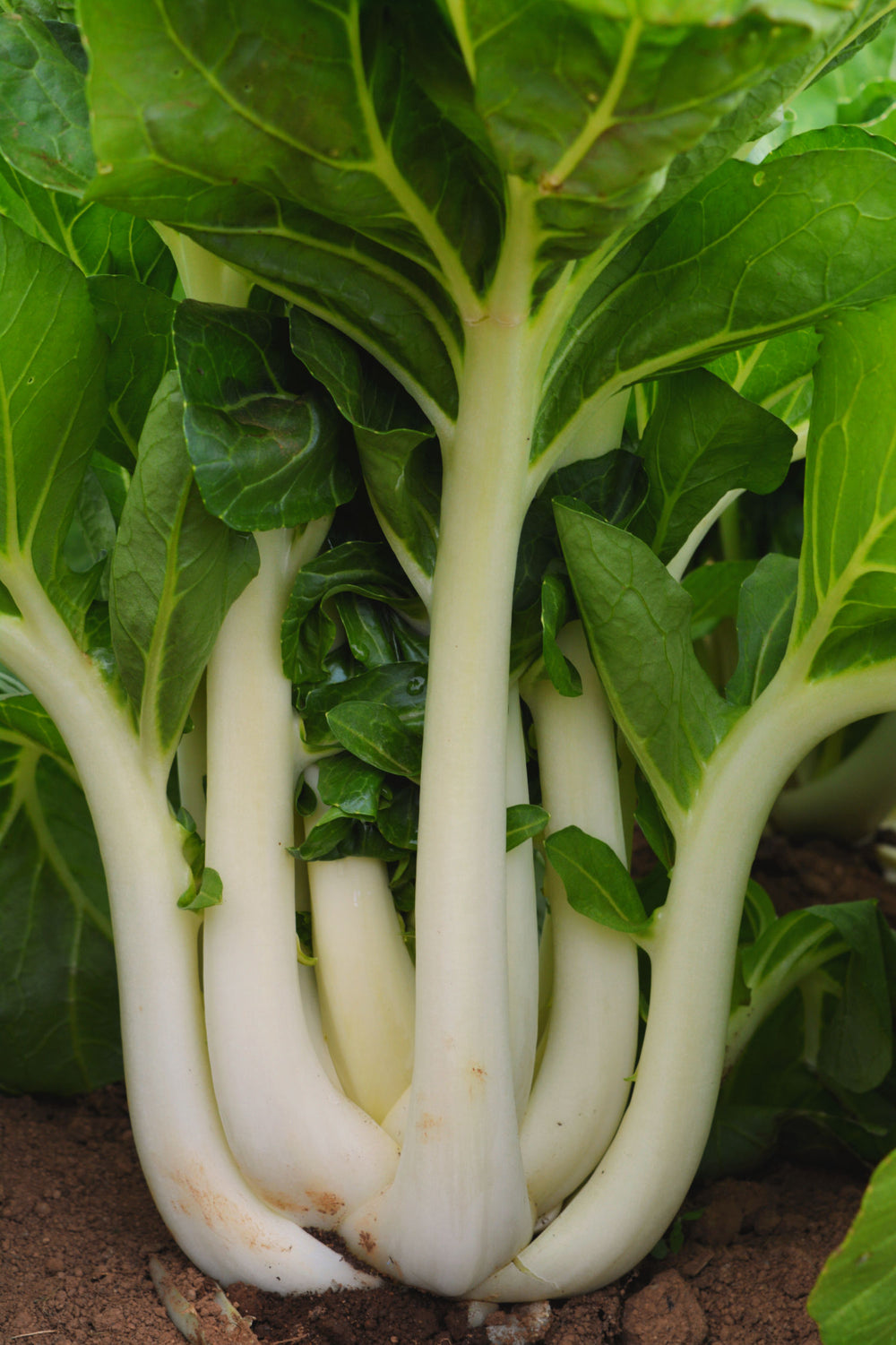 Bok Choi, 'Prize Choi' | Uprising Seeds