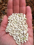 Bean, Bush Dry, 'Hungarian Rice Bean' | Uprising Seeds