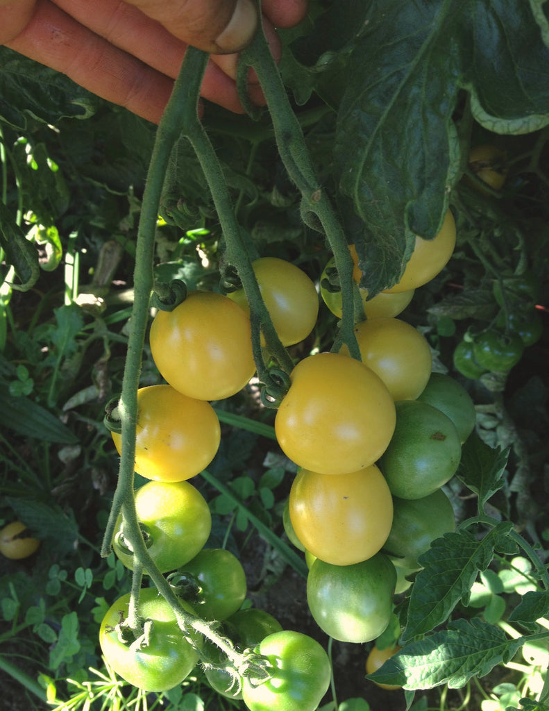 Tomato, 'Snow White' | Uprising Seeds