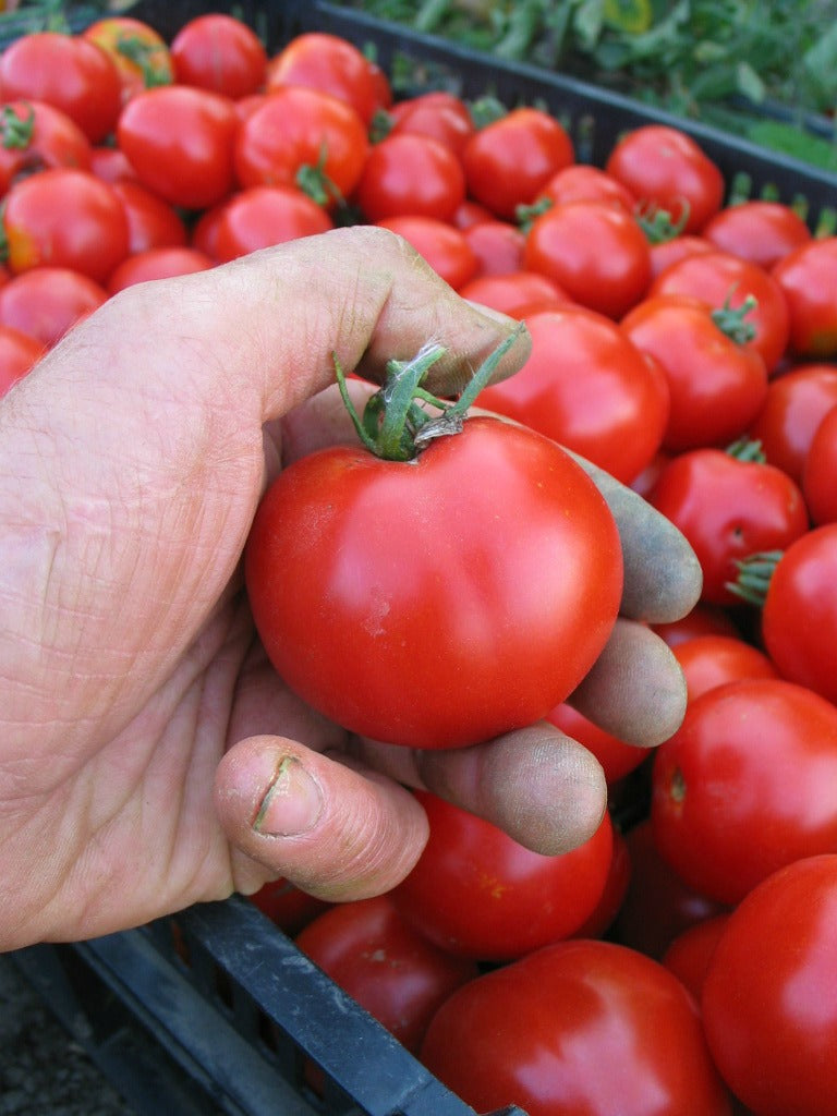 Tomato, 'Stupice' | Uprising Seeds