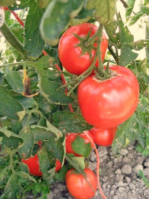Tomato, 'Super Luscious' | Uprising Seeds