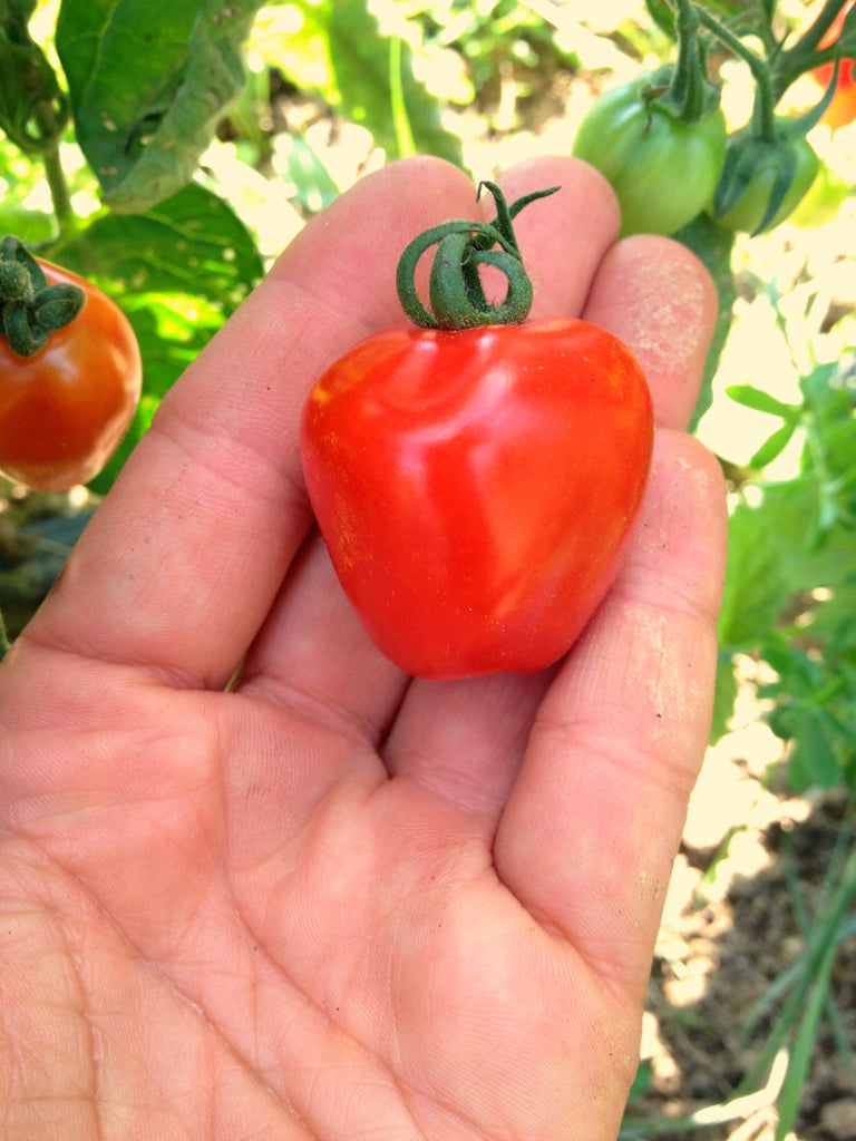 Tomato, 'Gardener's Sweetheart' | Uprising Seeds